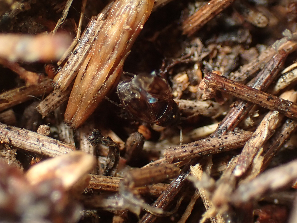Seed Bugs and Allies from Nuriootpa SA 5355, Australia on June 18, 2024 ...