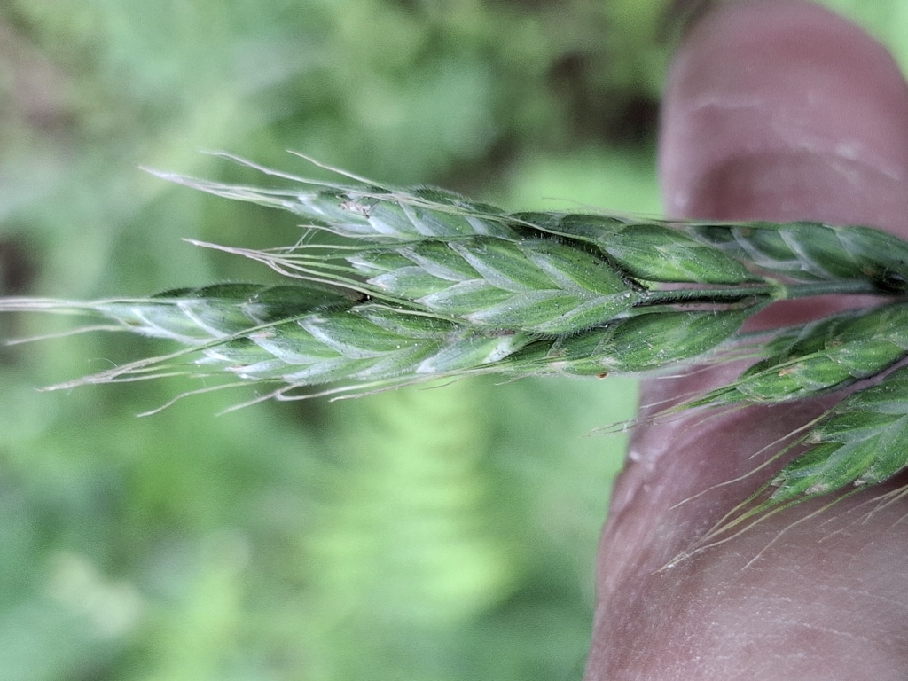common soft brome from 5670 Viroinval, België on May 26, 2024 at 01:29 ...