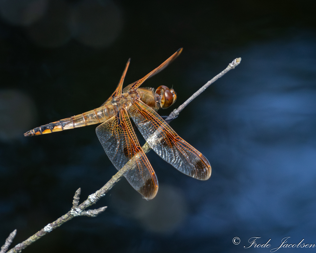Painted Skimmer from Garrett County, MD, USA on June 15, 2024 at 01:48 ...