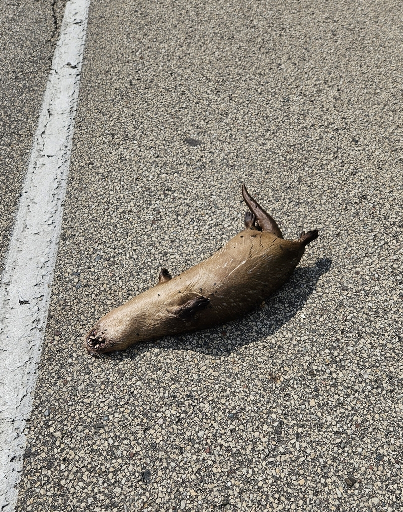 North American River Otter from St Paul, MN 55119, USA on June 16, 2024 ...