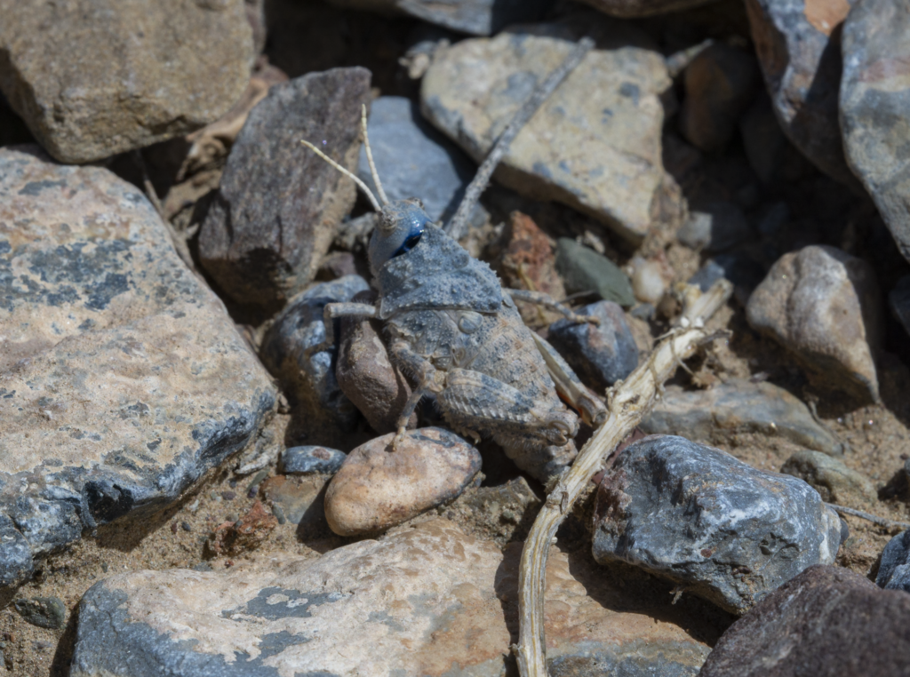Filchnerella rubrimargina in June 2024 by zzc · iNaturalist