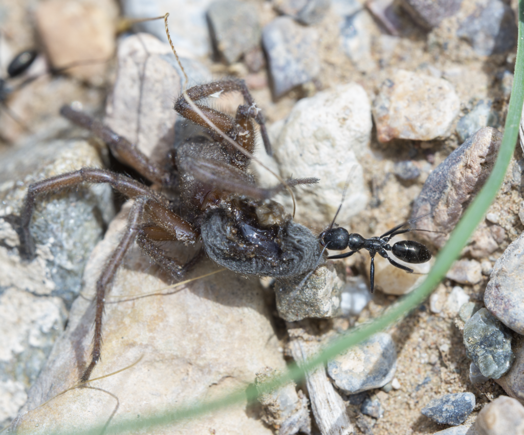 Sahara Ants and Allies in June 2024 by zzc · iNaturalist