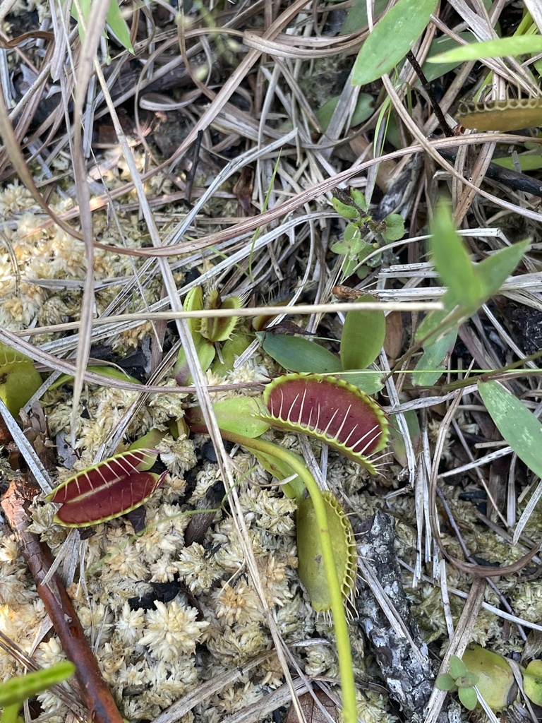 Venus flytrap in June 2024 by hjcabell · iNaturalist