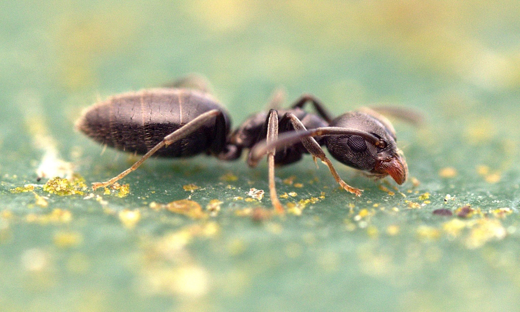 Pale-footed Ants and Allies from Ruawai, New Zealand on June 3, 2023 at ...
