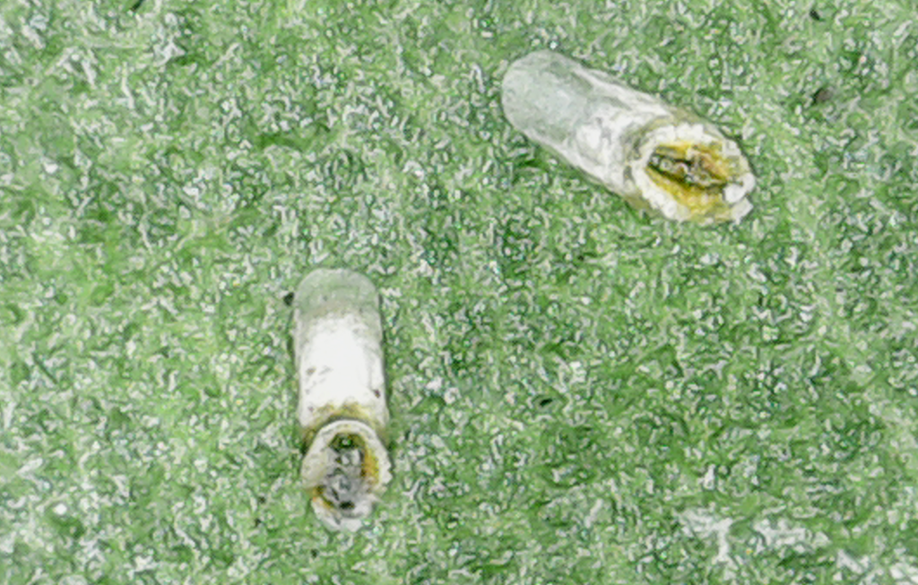 Armored Scale Insects from Kaohsiung, TW-KH, TW on June 18, 2024 at 08: ...