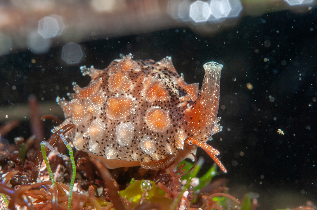 Solander's Trivia from North Pacific Ocean, CA, US on June 9, 2024 at ...