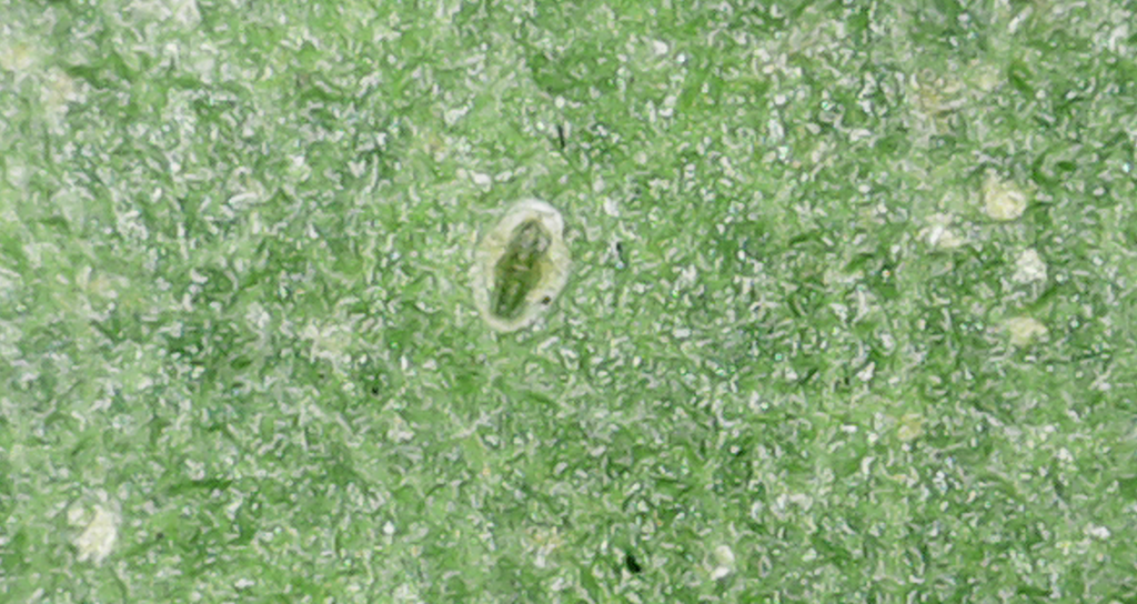Armored Scale Insects from Kaohsiung, TW-KH, TW on June 18, 2024 at 08: ...