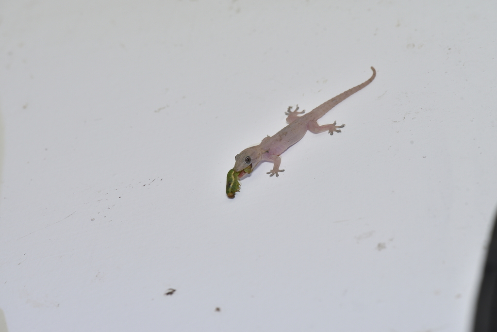 Asian House Gecko from Zhushan Township, Nantou County, Taiwan 557 on ...