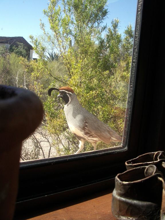 Gambel's Quail from Tucson, Catalina Foothills, AZ 85718, USA on April ...