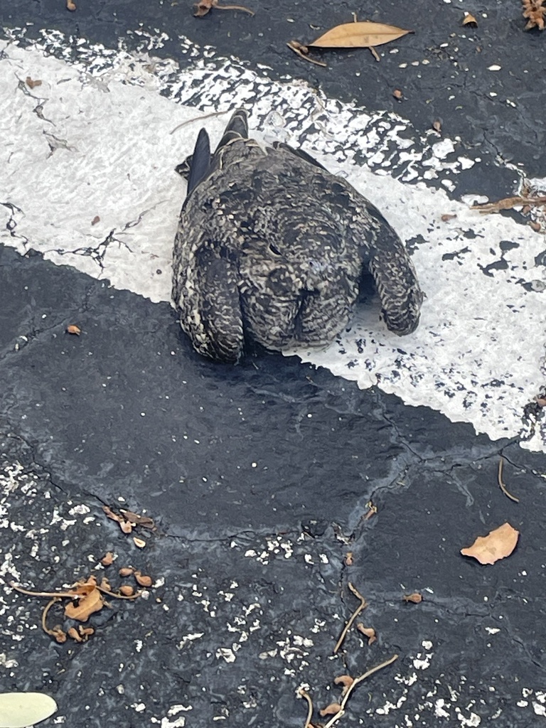 Common Nighthawk from NW 31st St, Coral Springs, FL, US on June 18 ...
