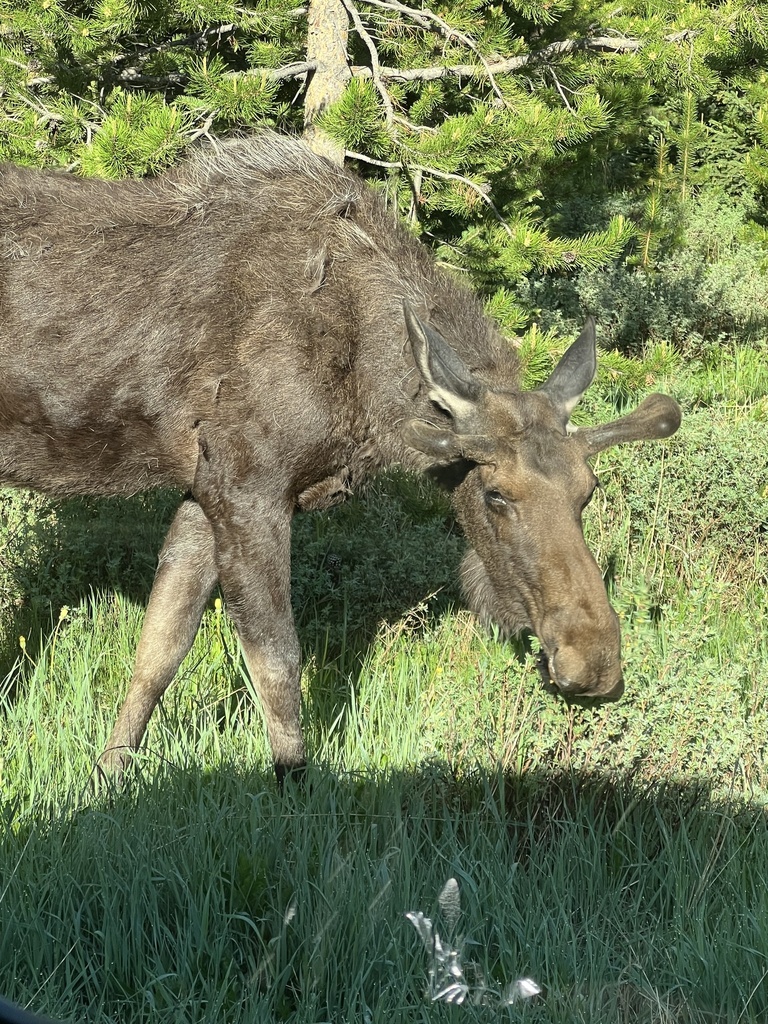 Moose from Rocky Mountain National Park, Grand Lake, CO, US on June 16 ...