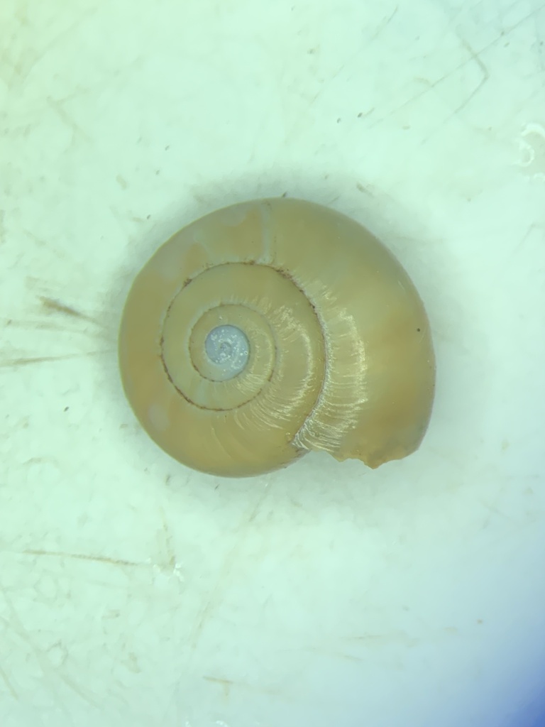 Copper Button Snail in June 2024 by Carl-Adam Wegenschimmel · iNaturalist