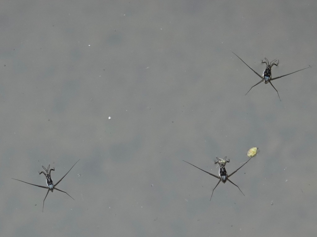 Trepobates subnitidus from Grand Rapids Charter Township, MI, USA on ...