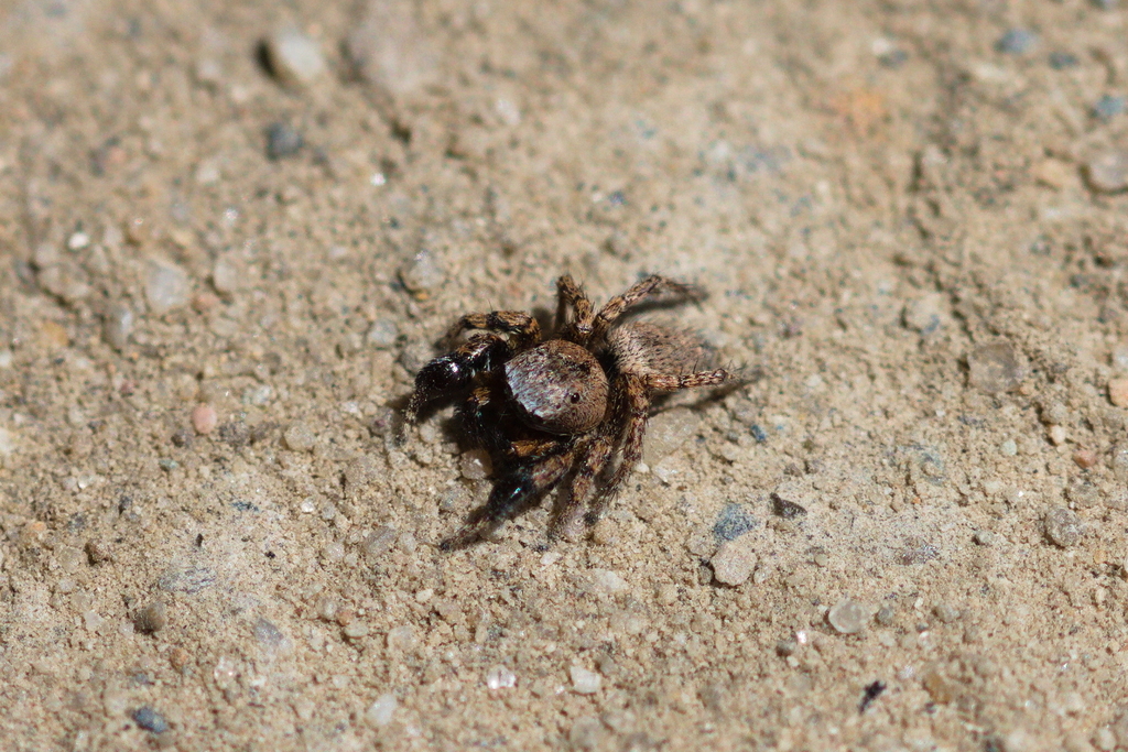 Oregon Paradise Spider from Aliso and Wood Canyons Wilderness Park ...
