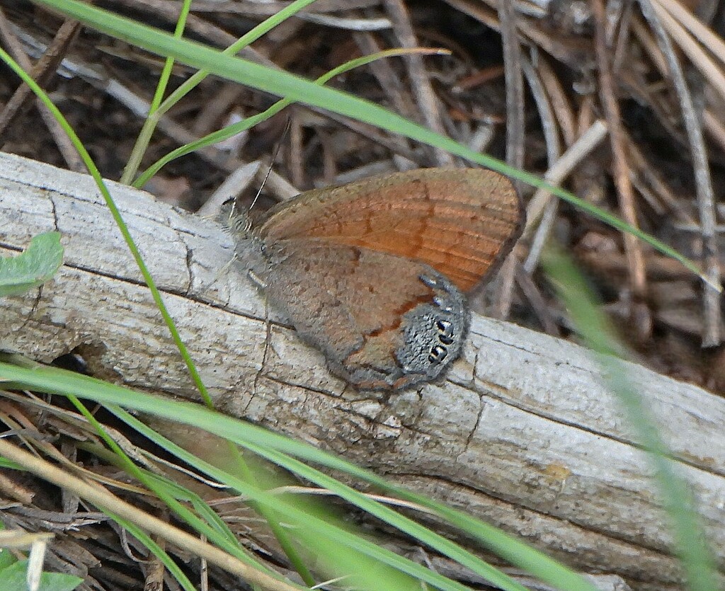 Canyonland Satyr from 410 JL Ranch Heights Rd, Colorado Springs, CO ...