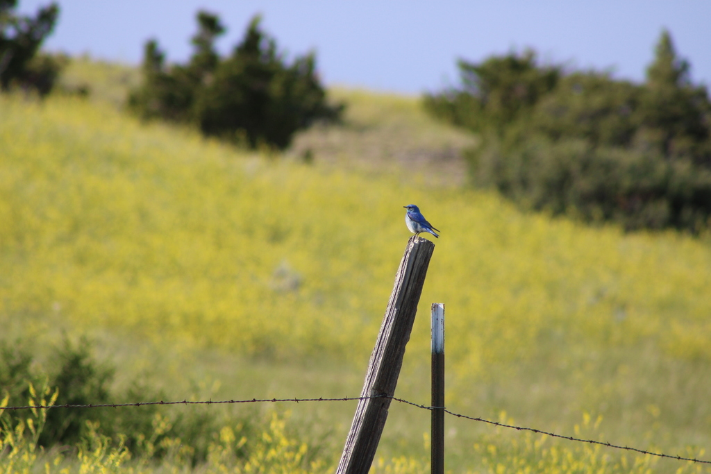 Mountain Bluebird from Big Timber, MT 59011, USA on June 18, 2024 at 05 ...