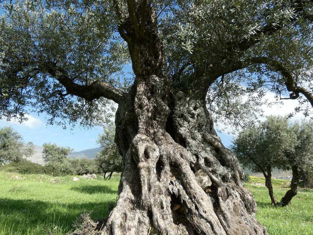 Olive from Rameh, Israel on April 5, 2022 at 07:04 PM by David Rubin ...