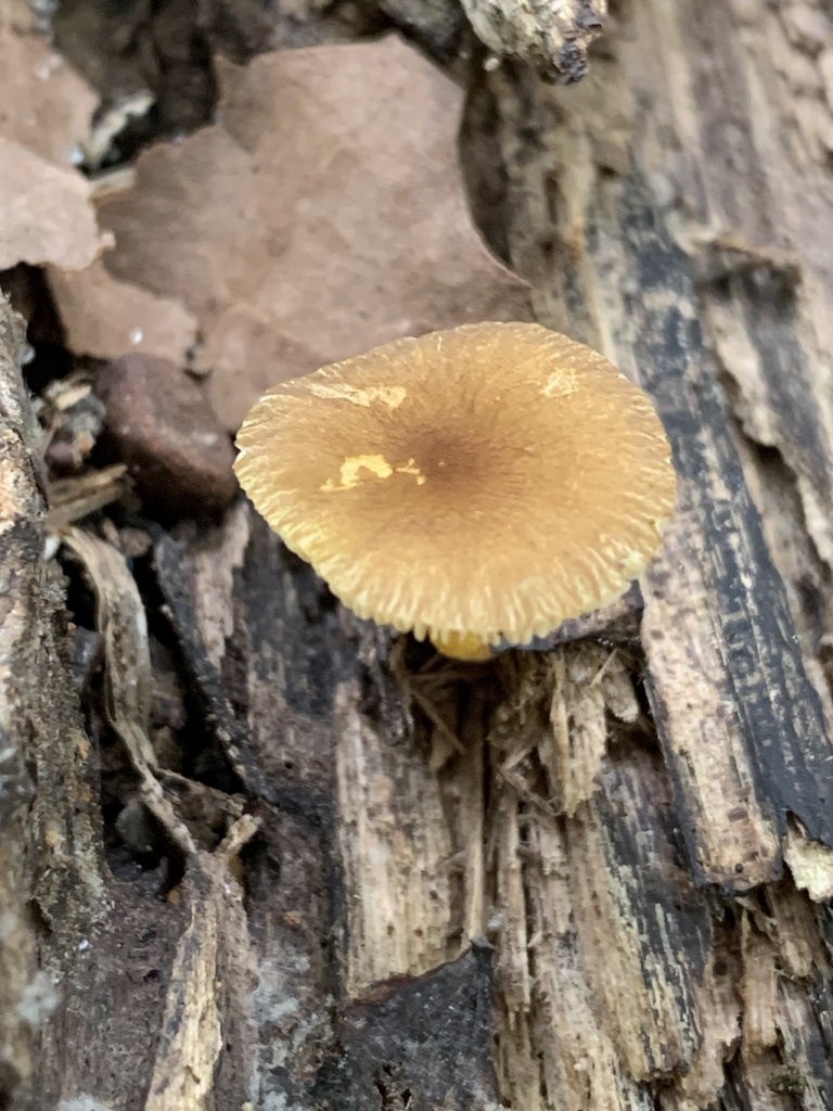 Deer Mushrooms from Hoosier National Forest, Paoli, IN, US on June 18 ...