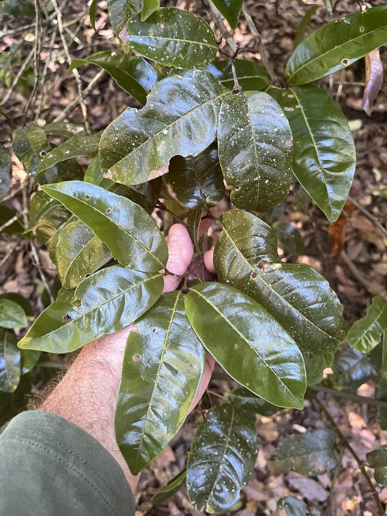 Something from Windsor Rd, Burnside, QLD, AU on June 8, 2024 at 11:42 ...