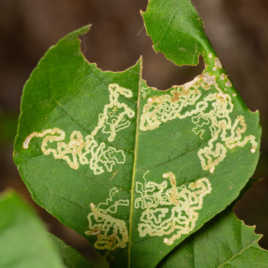 Wafer Ash Leafminer Moth from McKinney Falls State Park, Austin, TX ...