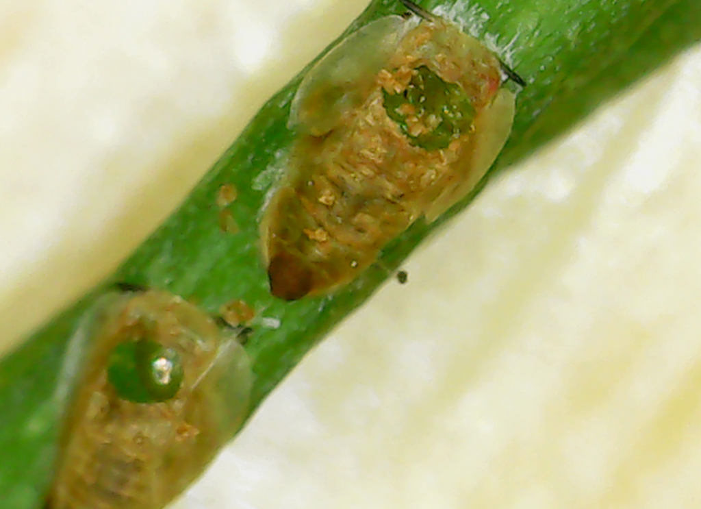Asian Citrus Psyllid from Kaohsiung, TW-KH, TW on June 18, 2024 at 10: ...