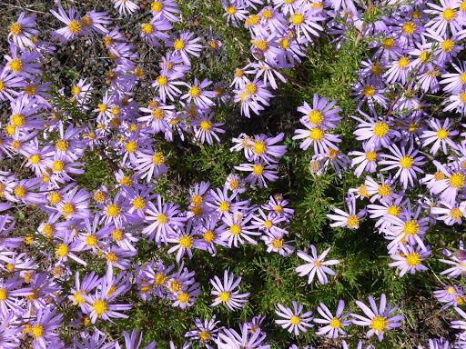 Felicias from Postberg Flower Reserve, South Africa on September 4 ...