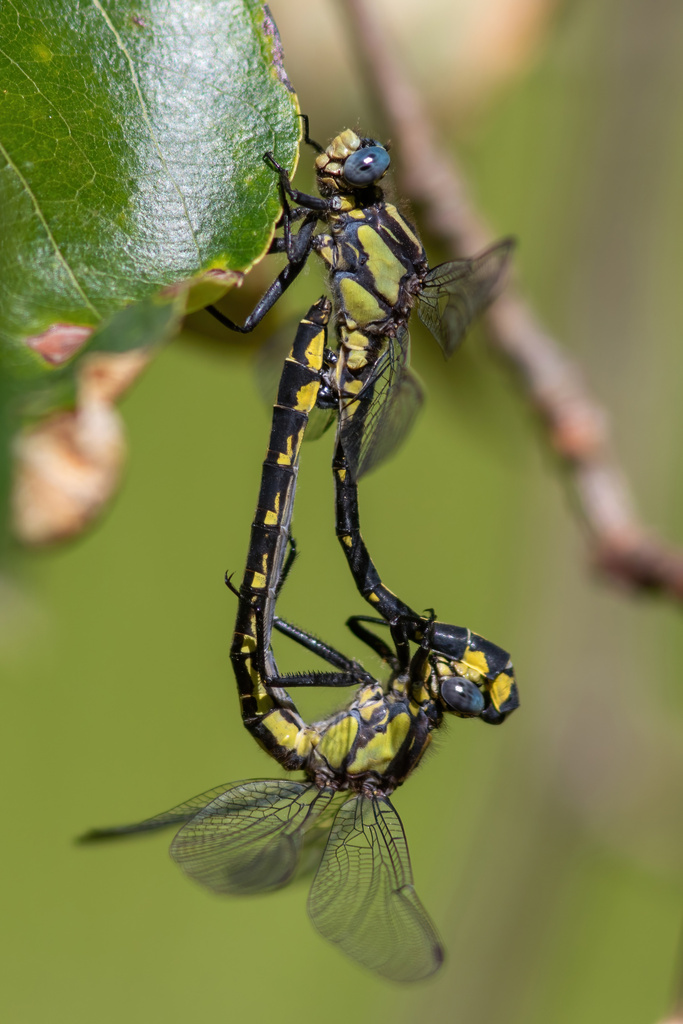 Pacific Clubtail from Harlow, Eugene, OR, USA on June 18, 2024 at 04:00 ...