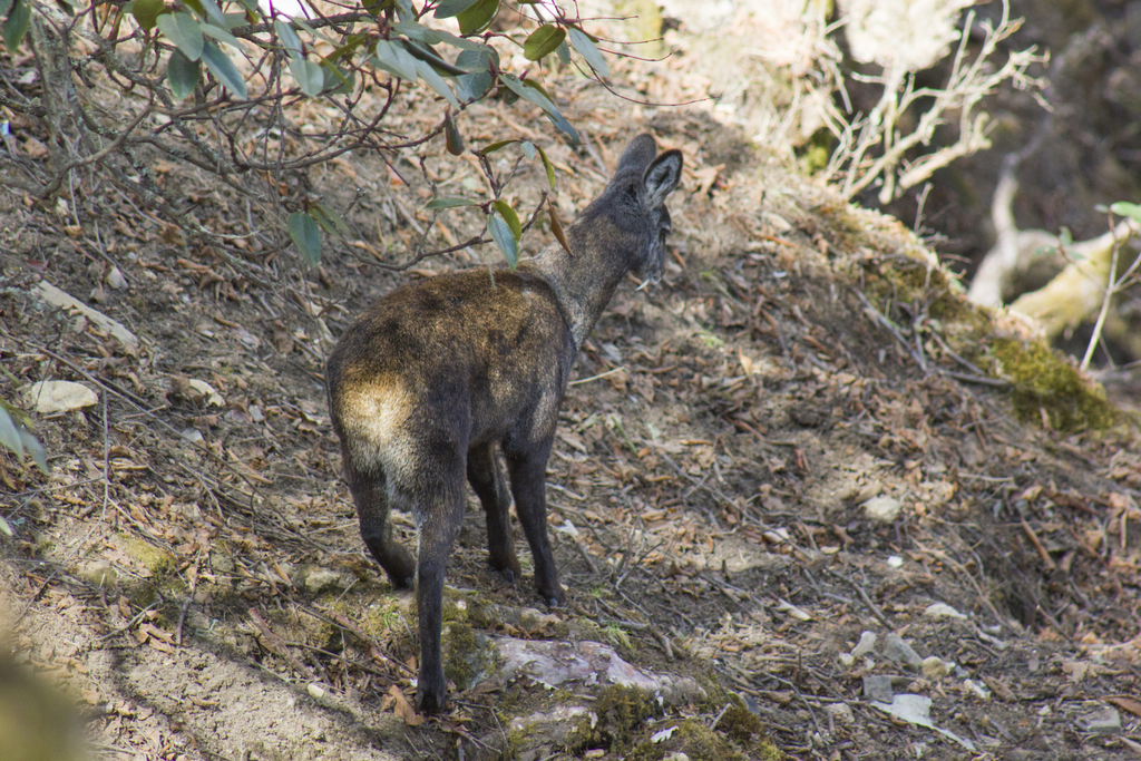 Alpine Musk Deer (Moschus chrysogaster) - Know Your Mammals