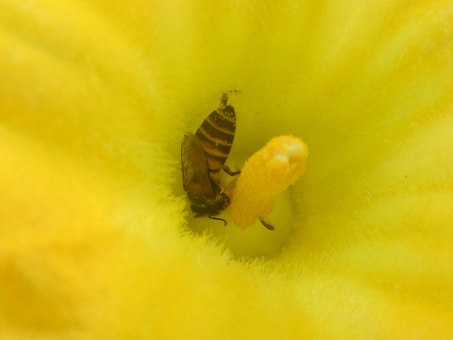 Asian Honey Bee from Vientiane, Laos on June 17, 2024 at 06:42 AM by ...