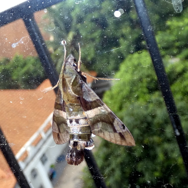 Macroglossum divergens from Vientiane, Laos on June 18, 2024 at 06:59 ...