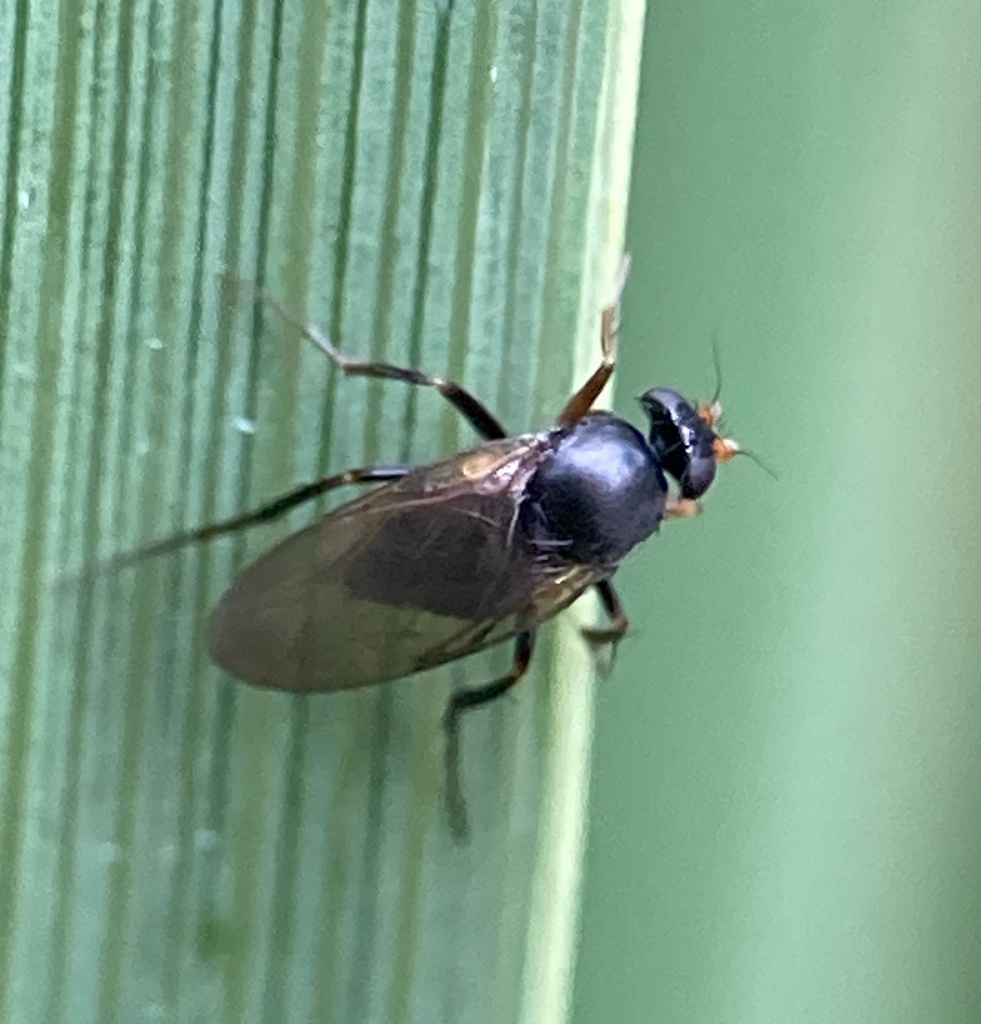 Humpbacked Flies from North Island / Te Ika-a-Māui, Wellington ...