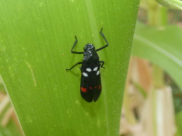 Sugarcane Spittlebug from Vientiane, Laos on June 19, 2024 at 06:25 AM ...