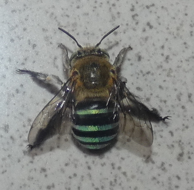 Zonamegilla from Vientiane, Laos on June 19, 2024 at 06:45 AM by Louis ...