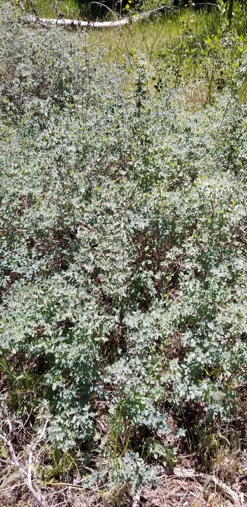 Roundleaf Snowberry from Hart Mountain NWR, OR, US on June 18, 2024 at ...