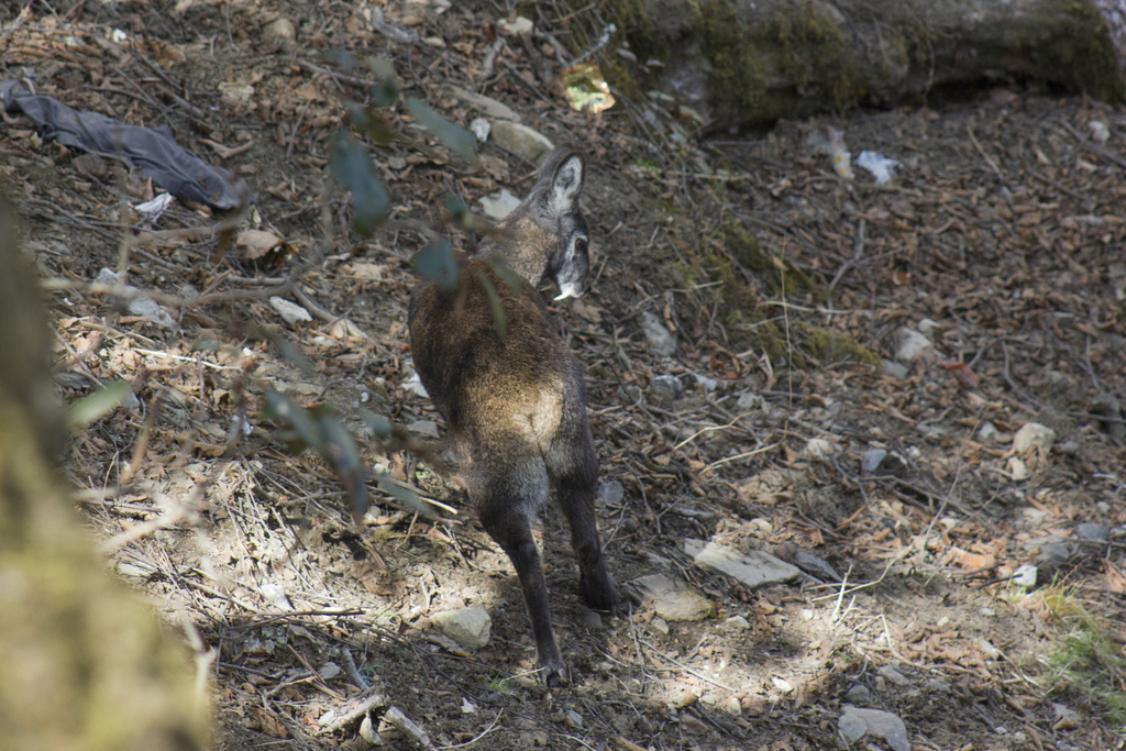 Alpine Musk Deer (Moschus chrysogaster) - Know Your Mammals