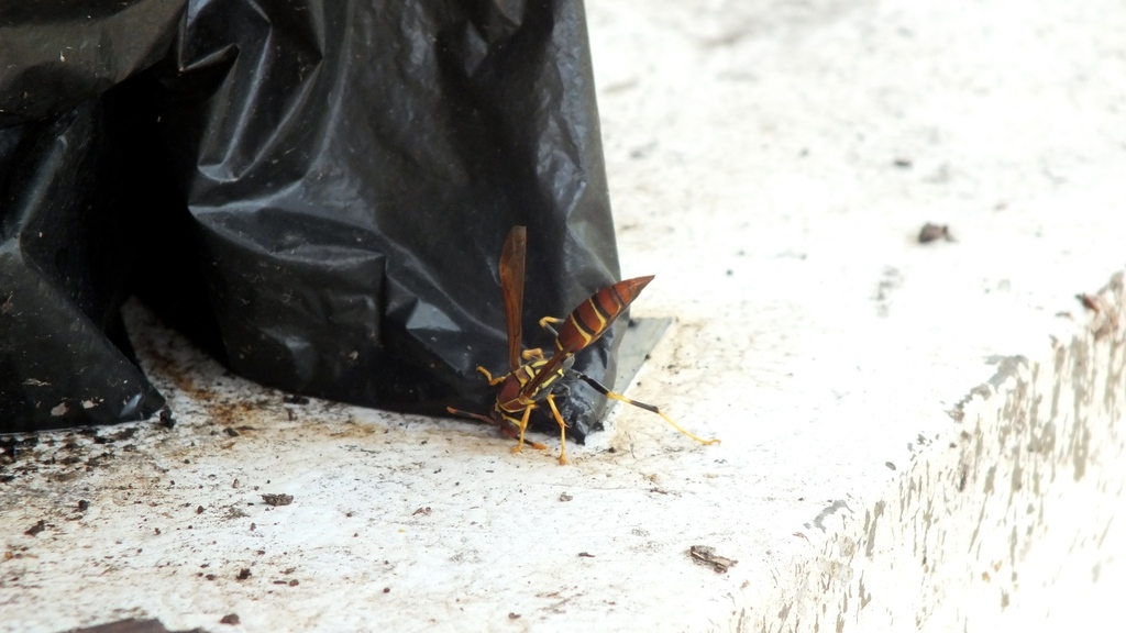 Unstable Paper Wasp from Santa María Huatulco, Oax., México on June 16 ...