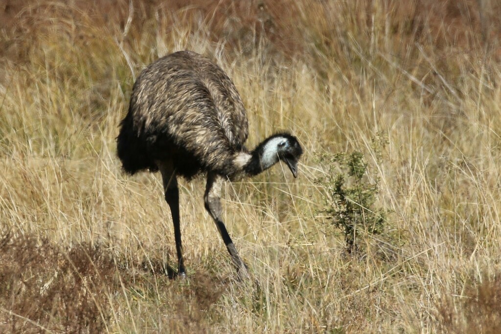 Emu from Tidbinbilla Nature Reserve, ACT, Australia on June 18, 2024 at ...