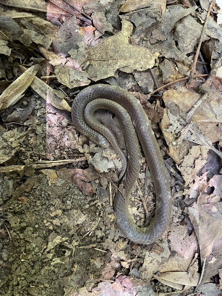 Eastern Worm Snake from Calvary Church Rd, Gainesville, GA, US on June ...