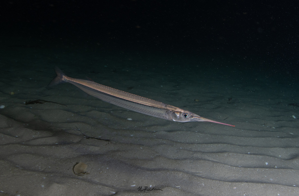 Southern Garfish (Hyporhamphus melanochir) - Marine Life Identification