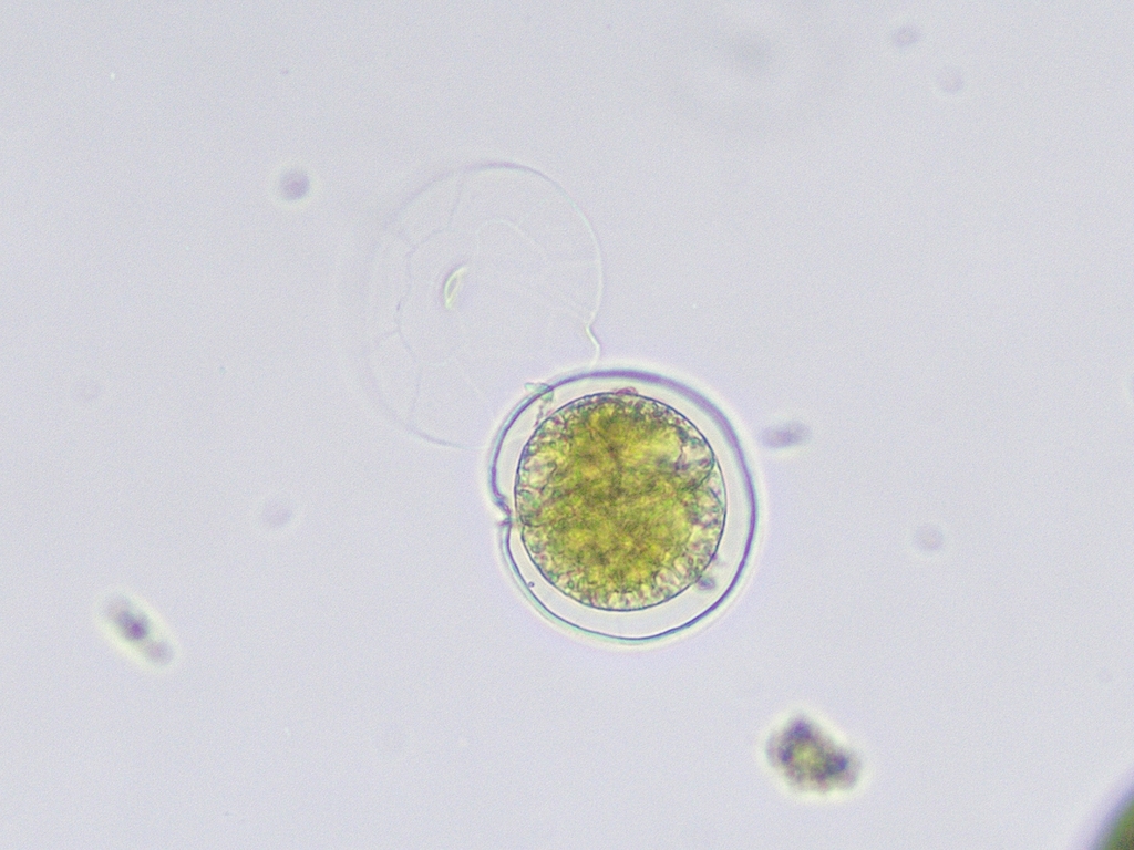 Pyrophacus from Shenzhen, CN-GD, CN on June 10, 2024 at 12:01 PM by ...