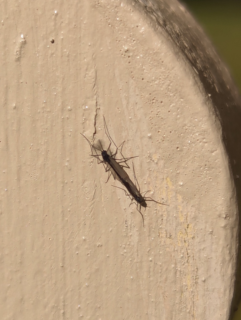 Non-biting Midges from Blue Mountains NSW, Australia on June 17, 2024 ...