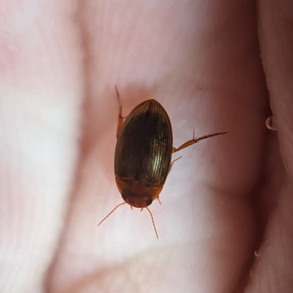 Copelatus glyphicus from Chalmette, LA, USA on June 18, 2024 at 11:02 ...