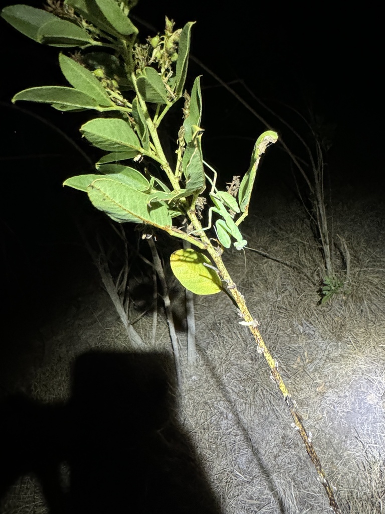 Indonesian Double Shield Mantis in June 2024 by kenty_8881 · iNaturalist