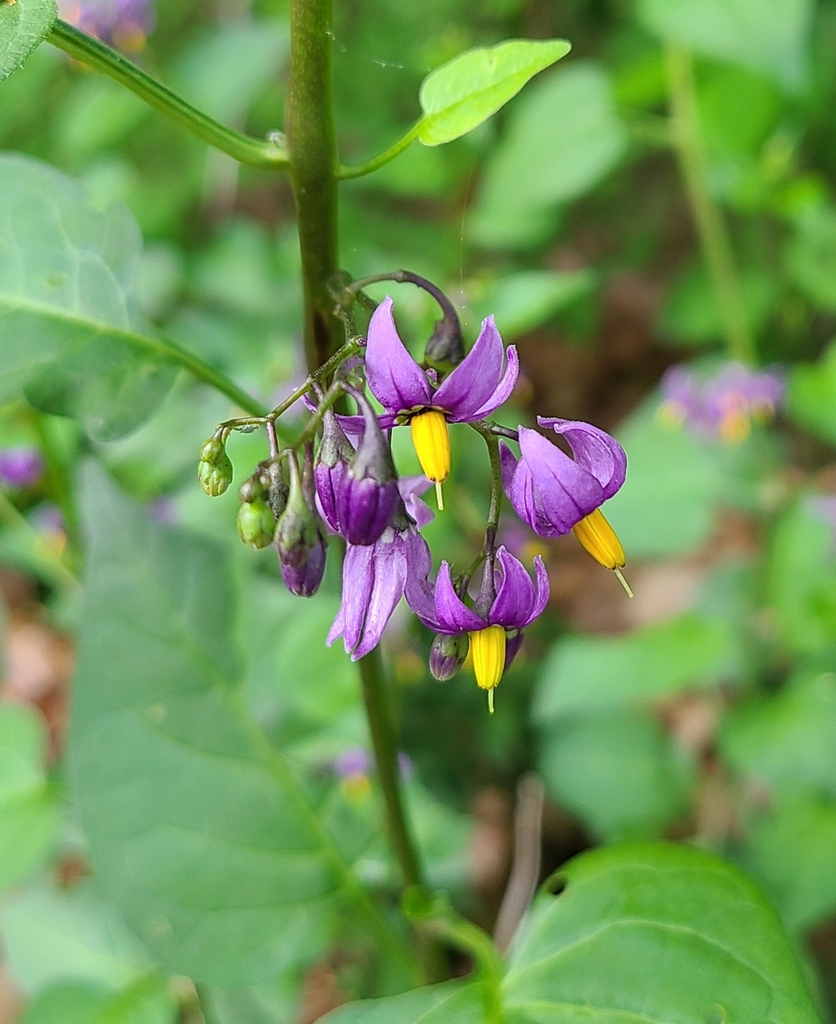 bittersweet nightshade from Frostburg, MD 21532, USA on May 19, 2024 at ...
