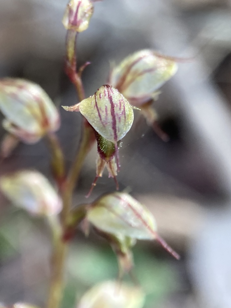 Pixie Caps in June 2024 by Christine Rand · iNaturalist Australia
