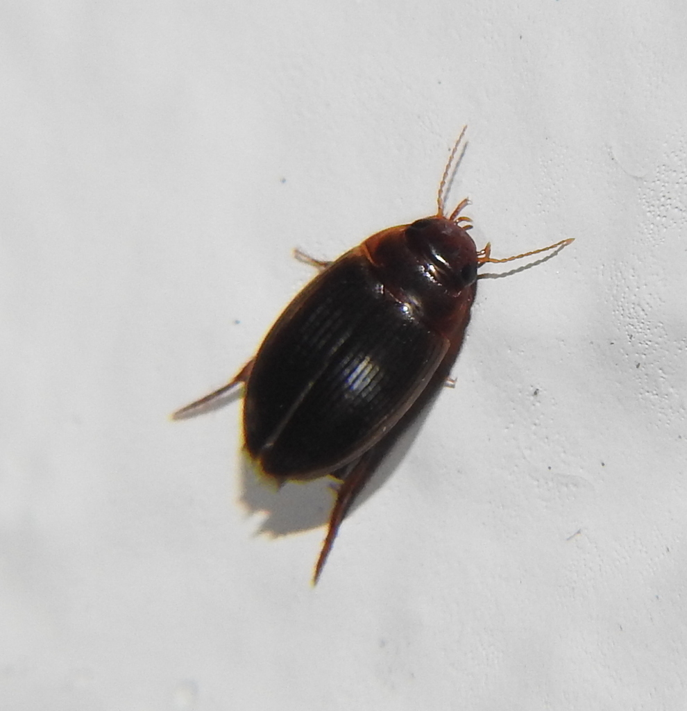 Copelatus from Newark, DE, USA on June 18, 2024 at 10:49 PM by Nate N ...