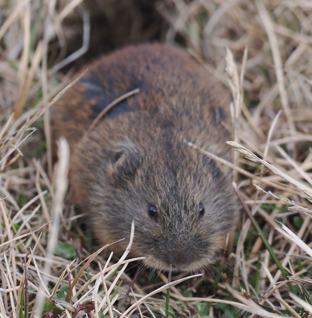 Brown Lemming from Utqiagvik, AK 99723, USA on June 18, 2024 at 09:05 ...