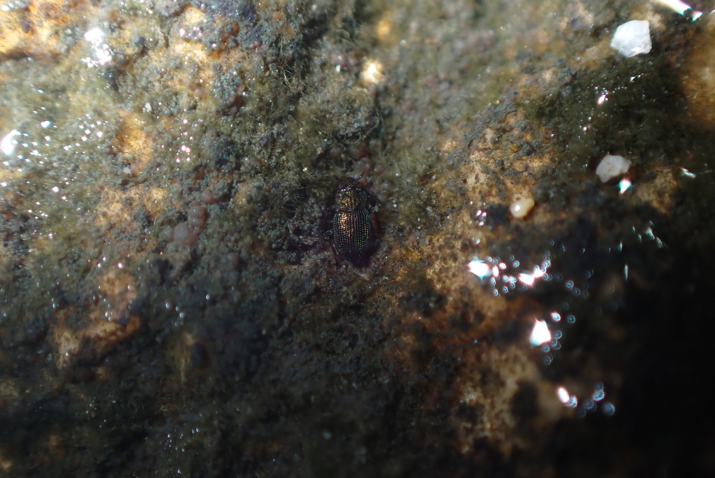 Ochthebius in June 2024 by Yui Hong Chiu · iNaturalist