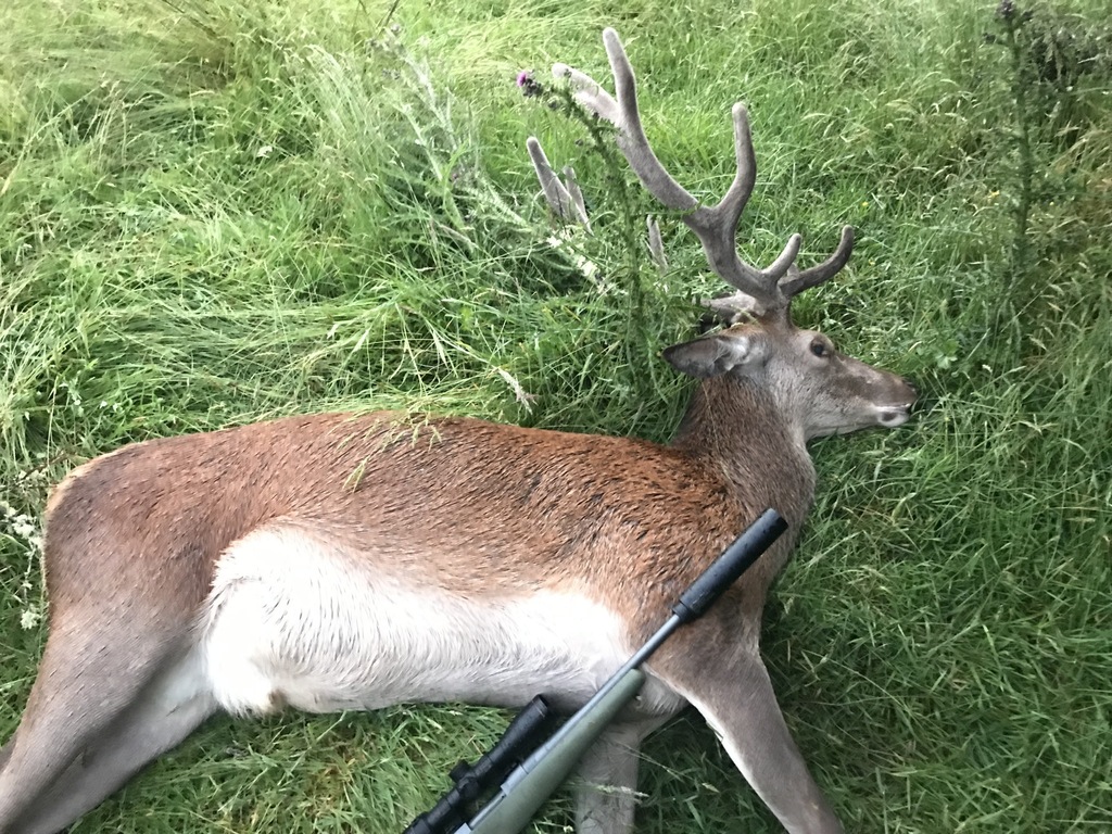 Red Deer from Niagara 9884, New Zealand on December 17, 2021 at 09:45 ...