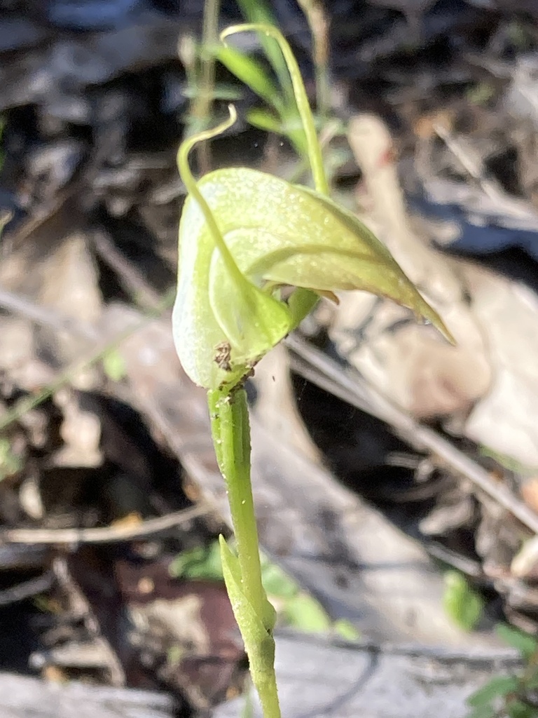 Sharp greenhood in June 2024 by Christine Rand · iNaturalist
